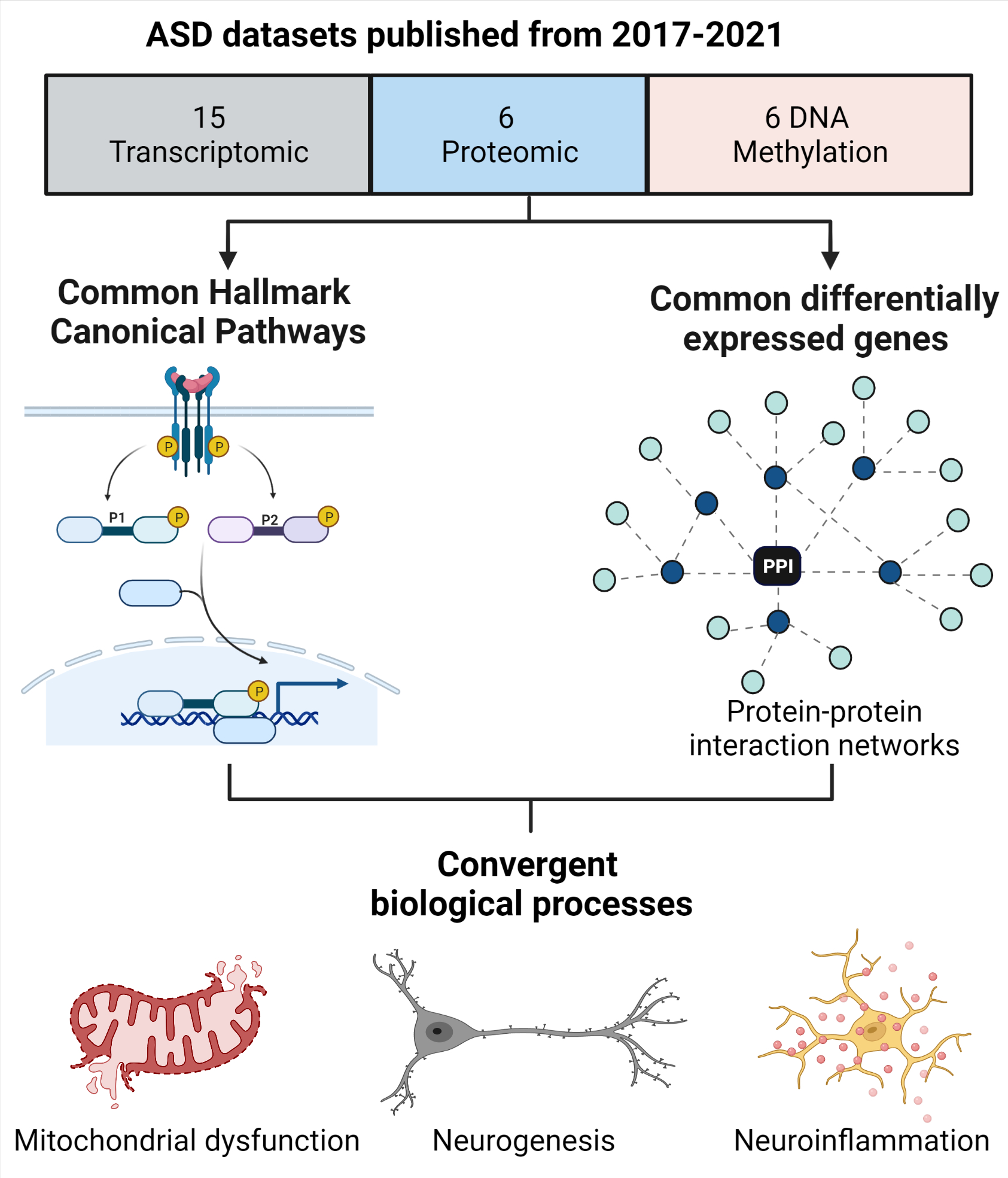 IJMS | Free Full-Text | Convergent Canonical Pathways in Autism ...