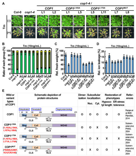 Constitutive Photomorphogenic 1 Enhances ER Stress Tolerance in Arabidopsis