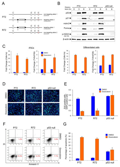 Differential Transcriptional Regulation of Polymorphic p53 Codon 72 in ...