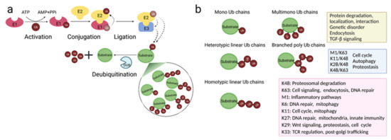 Ubiquitination in T-Cell Activation and Checkpoint Inhibition: New ...