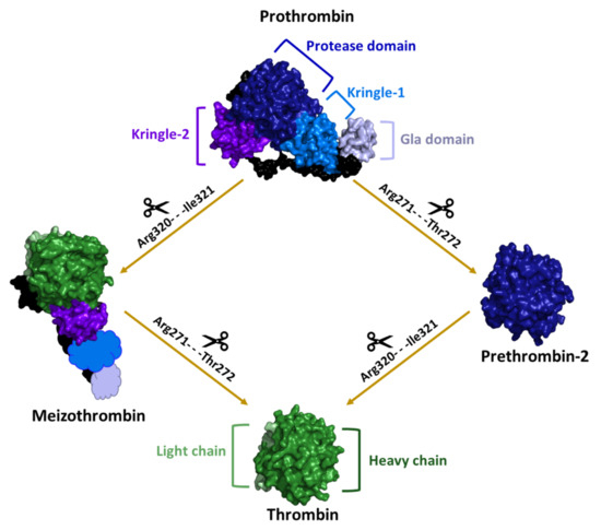 IJMS | Free Full-Text | Exosite Binding in Thrombin: A Global ...