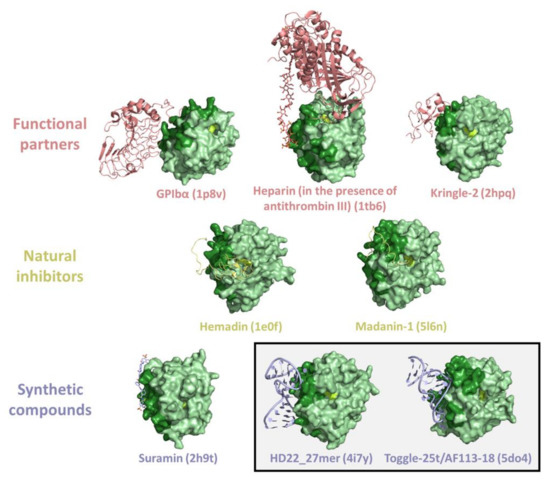 Exosite Binding in Thrombin: A Global Structural/Dynamic Overview of ...