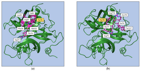 Exosite Binding in Thrombin: A Global Structural/Dynamic Overview of ...