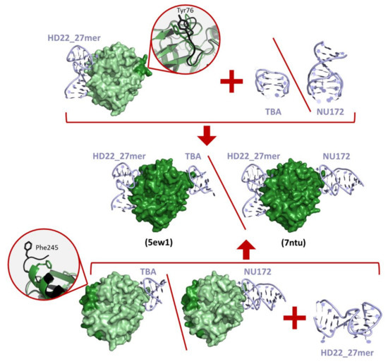 Exosite Binding in Thrombin: A Global Structural/Dynamic Overview of ...