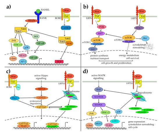 Roles of Non-Canonical Wnt Signalling Pathways in Bone Biology