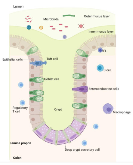 IJMS | Free Full-Text | Host–Viral Interactions in the Pathogenesis of ...