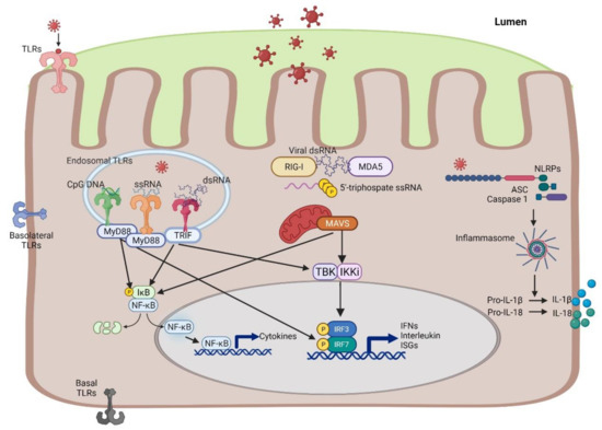 IJMS | Free Full-Text | Host–Viral Interactions in the Pathogenesis of ...