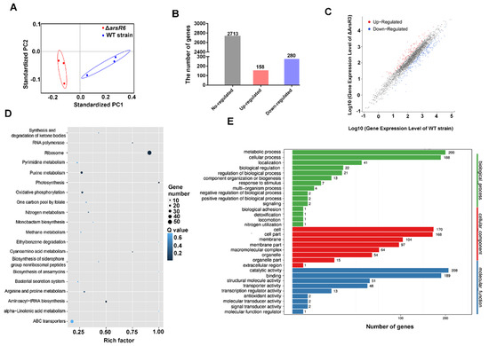 An ArsR Transcriptional Regulator Facilitates Brucella sp An ArsR Transcriptional Regulator Facilitates Brucella sp