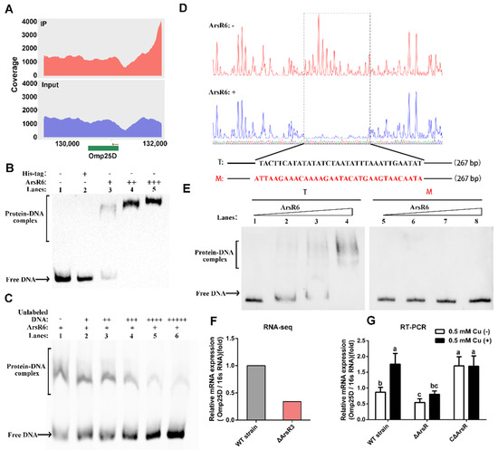 An ArsR Transcriptional Regulator Facilitates Brucella sp An ArsR Transcriptional Regulator Facilitates Brucella sp