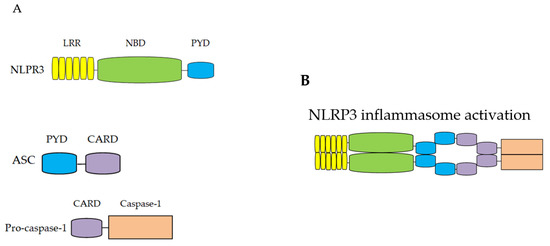 Research Progress of Mitochondrial Mechanism in NLRP3 Inflammasome ...