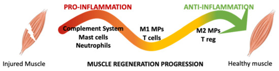 Stem Cell and Macrophage Roles in Skeletal Muscle Regenerative Medicine