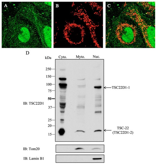 Identification of Binding Proteins for TSC22D1 Family Proteins Using ...