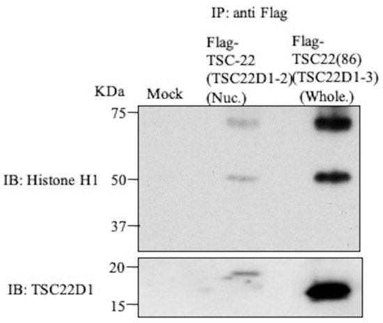 Identification of Binding Proteins for TSC22D1 Family Proteins Using ...