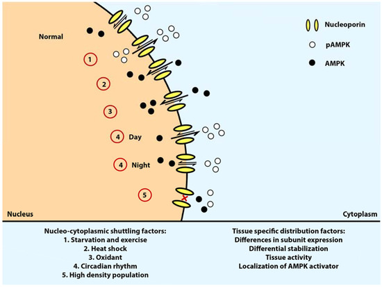 IJMS | Free Full-Text | AMPK Localization: A Key to Differential Energy ...