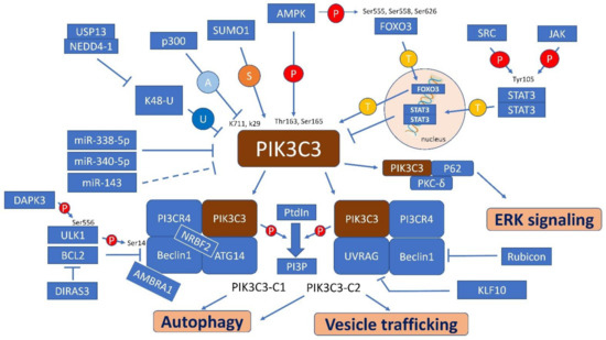 The Role of Phosphatidylinositol 3-Kinase Catalytic Subunit Type 3 in ...
