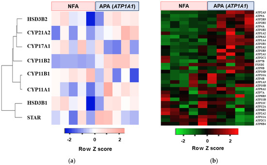 ATP1A1 Mutant in Aldosterone-Producing Adenoma Leads to Cell Proliferation