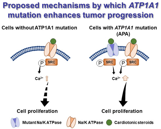 ATP1A1 Mutant in Aldosterone-Producing Adenoma Leads to Cell Proliferation