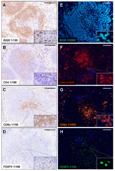 IJMS | Free Full-Text | Development of a Multiplex Immunohistochemistry ...
