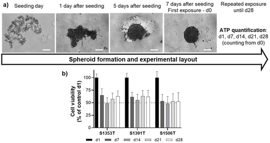 Primary Human Hepatocyte Spheroids as Tools to Study the Hepatotoxic ...