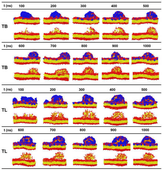 Structure and Formation Mechanism of Antimicrobial Peptides Temporin B ...