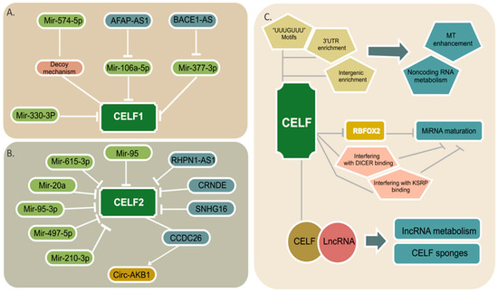 CELF Family Proteins in Cancer: Highlights on the RNA-Binding Protein ...