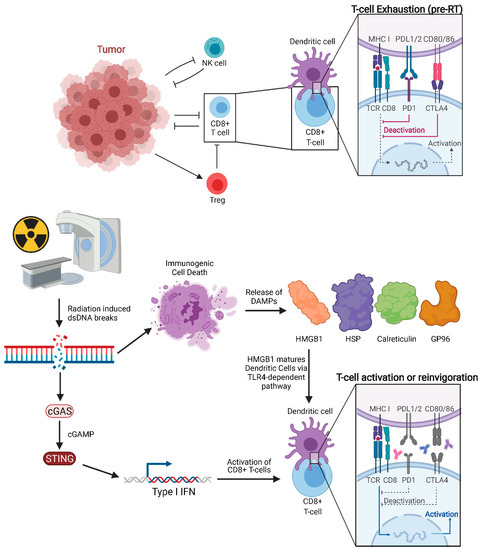 The Abscopal Effect: A Review of Pre-Clinical and Clinical Advances