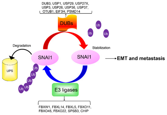 Epigenetic Regulation and Post-Translational Modifications of SNAI1 in ...