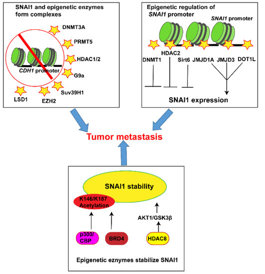 Epigenetic Regulation and Post-Translational Modifications of SNAI1 in ...