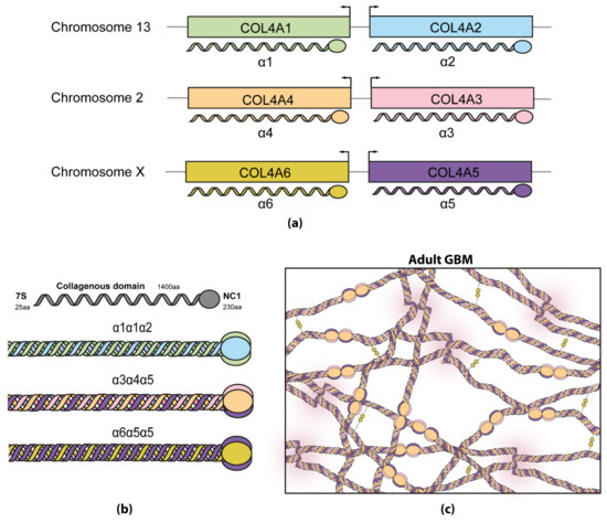 Molecular Basis, Diagnostic Challenges and Therapeutic Approaches of ...