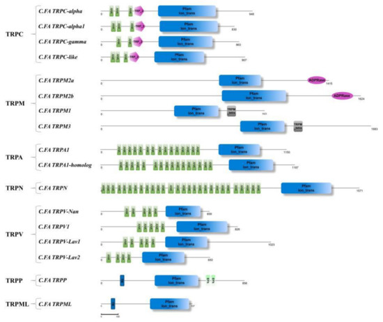A Systematical Survey on the TRP Channels Provides New Insight into Its ...