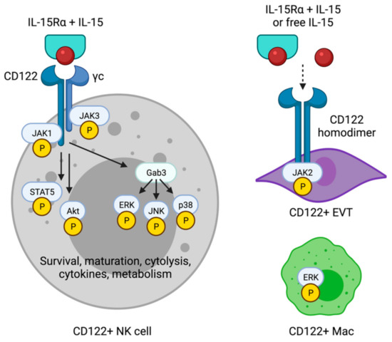 Interleukin-15 in Outcomes of Pregnancy