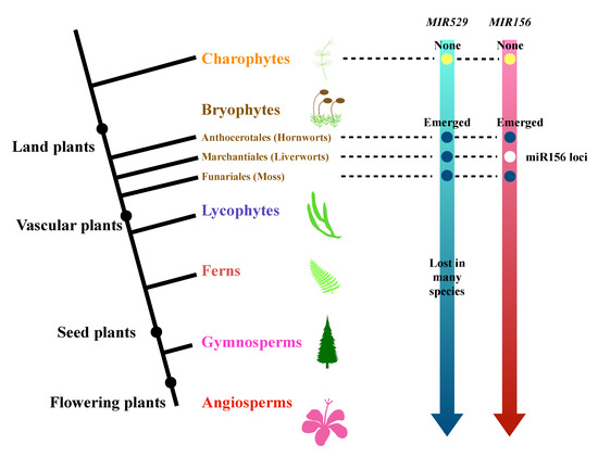 Distinct Evolutionary Profiles and Functions of microRNA156 and ...