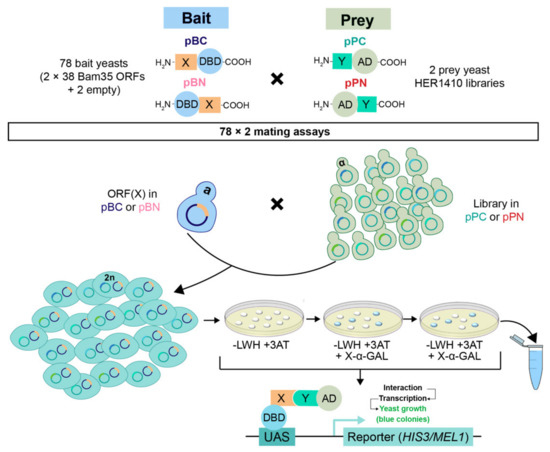 IJMS | Free Full-Text | Unraveling Protein Interactions between the ...