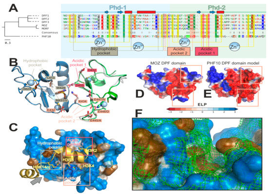 Conserved Structure and Evolution of DPF Domain of PHF10—The Specific ...