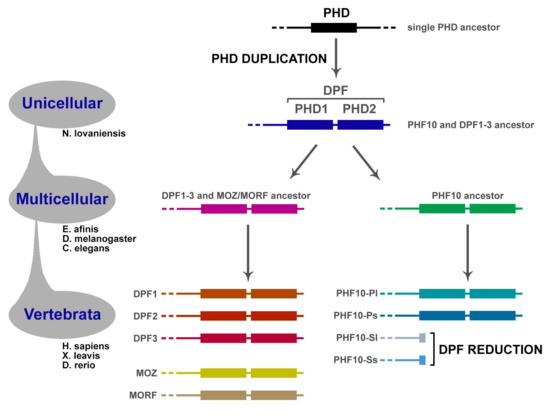Conserved Structure and Evolution of DPF Domain of PHF10—The Specific ...
