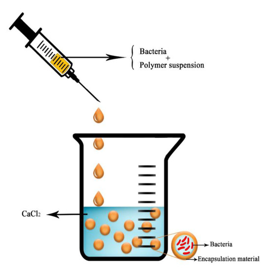 Encapsulation of Plant Biocontrol Bacteria with Alginate as a Main ...