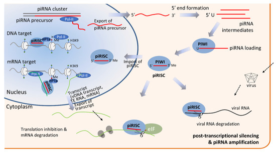 IJMS | Free Full-Text | A Review of Discovery Profiling of PIWI ...