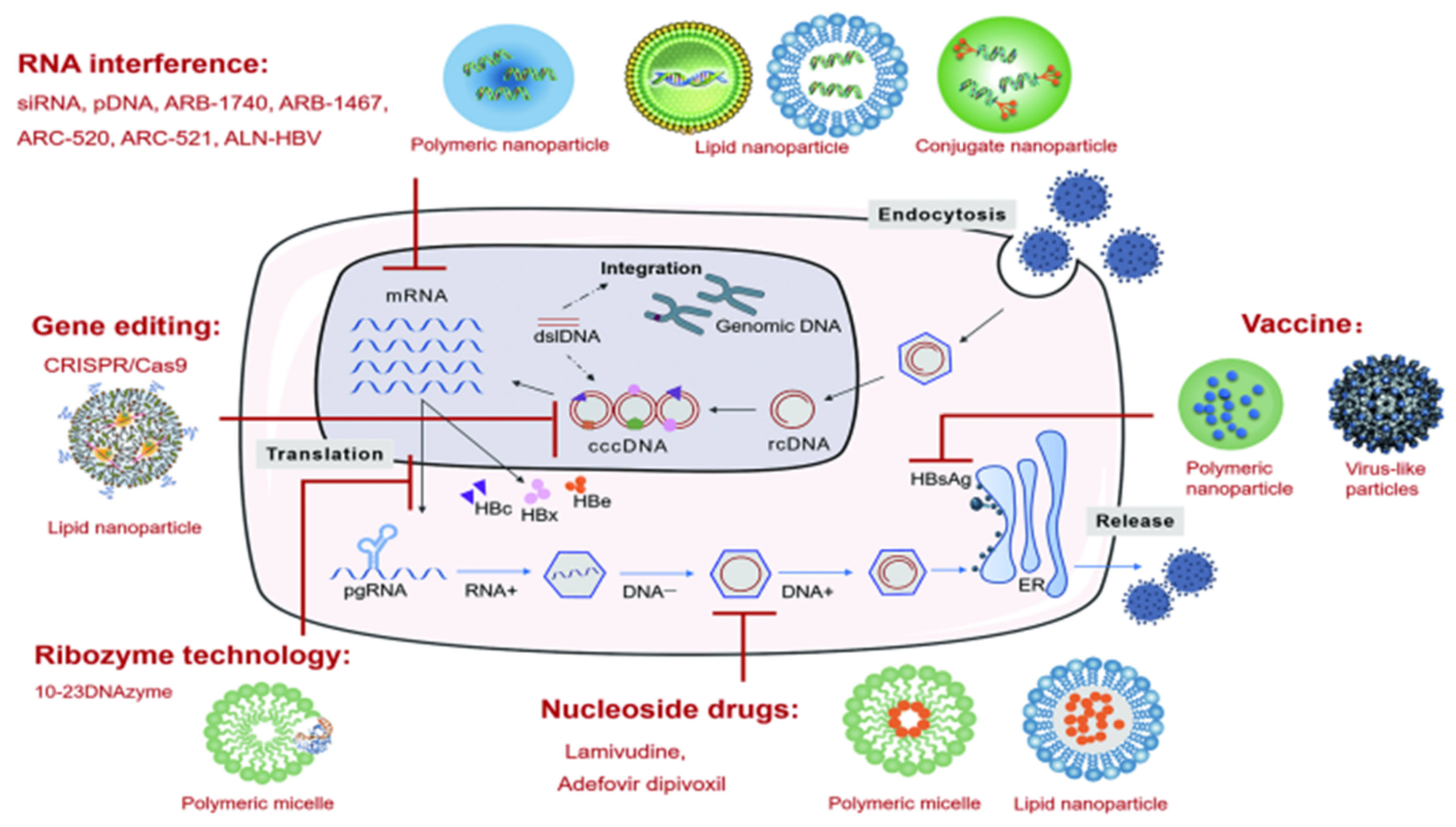 Advances in Nanoparticle Drug Delivery Systems for Anti-Hepatitis B ...