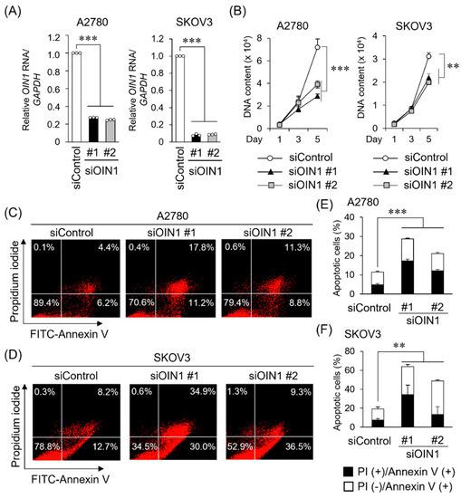 Long Intergenic Noncoding RNA OIN1 Promotes Ovarian Cancer Growth by ...
