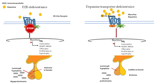 Molecular Pathways in Prolactinomas: Translational and Therapeutic ...