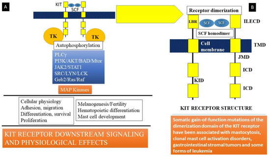 Mastocytosis and Mast Cell Activation Disorders: Clearing the Air