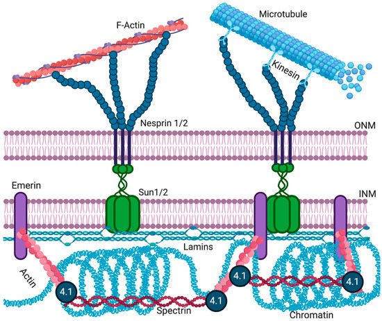The Role of Emerin in Cancer Progression and Metastasis