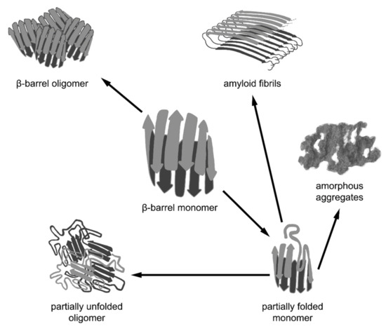 β-Barrels and Amyloids: Structural Transitions, Biological Functions ...