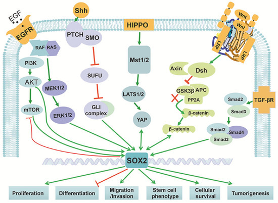 Editing SOX Genes by CRISPR-Cas: Current Insights and Future Perspectives