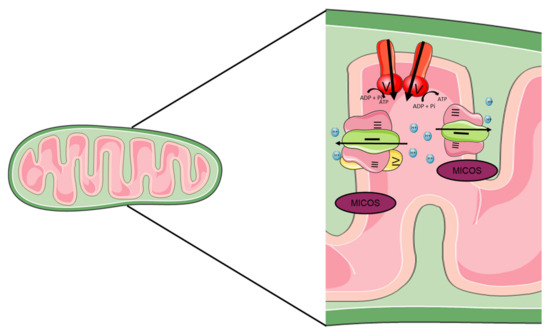 Mitochondria as a Cellular Hub in Infection and Inflammation