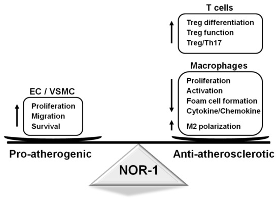 NR4A3: A Key Nuclear Receptor in Vascular Biology, Cardiovascular ...