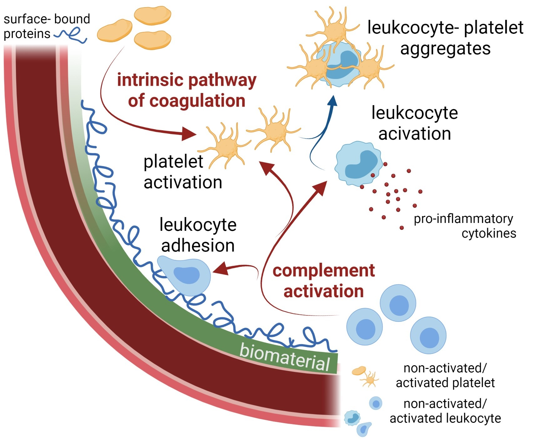 IJMS | Free Full-Text | Predicting the In Vivo Performance of ...