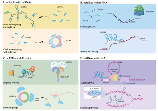 Bioinformatic Tools for the Analysis and Prediction of ncRNA Interactions