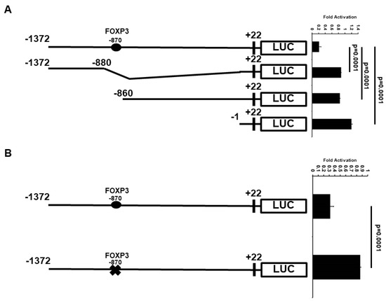 IJMS | Free Full-Text | Forkhead Box Protein P3 (FOXP3) Represses ATF3 ...