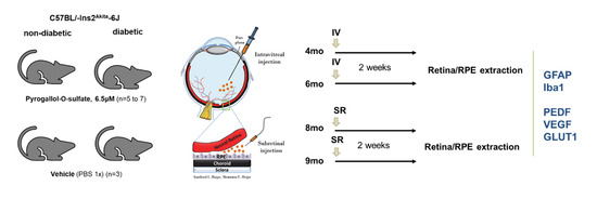 Polyphenol Metabolite Pyrogallol-O-Sulfate Decreases Microglial ...